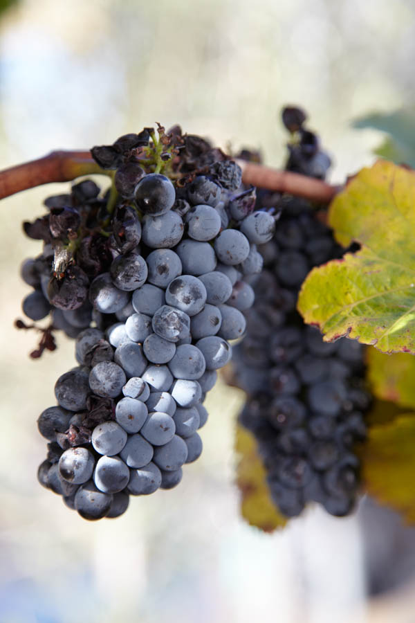 Apulia an introduction: not only red wines but also rosé and white ...