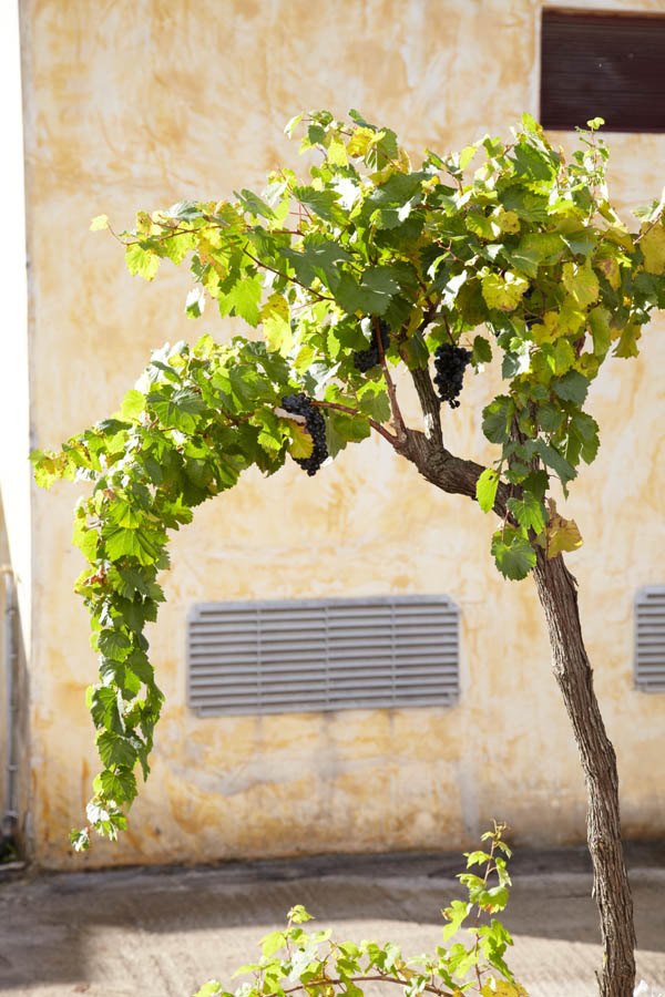 Apulia an introduction: not only red wines but also rosé and white ...