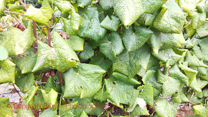 Learn how to identify a grape variety by the leaf and grape bunch ...