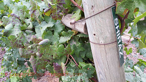 Learn how to identify a grape variety by the leaf and grape bunch ...