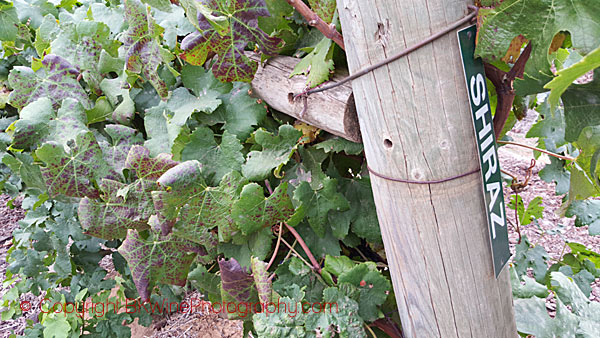 Learn how to identify a grape variety by the leaf and grape bunch ...