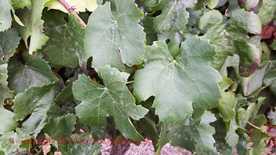 Learn how to identify a grape variety by the leaf and grape bunch ...