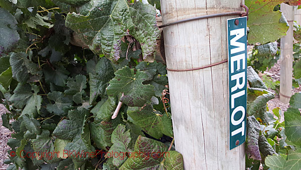 Learn how to identify a grape variety by the leaf and grape bunch ...