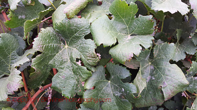 Learn how to identify a grape variety by the leaf and grape bunch ...