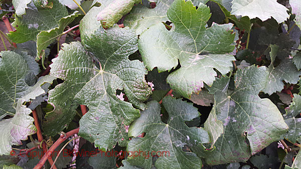 Learn how to identify a grape variety by the leaf and grape bunch ...