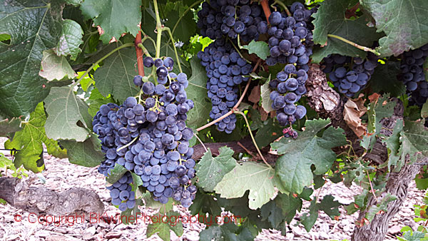 Learn how to identify a grape variety by the leaf and grape bunch ...