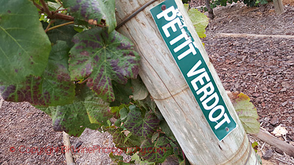 Learn how to identify a grape variety by the leaf and grape bunch ...