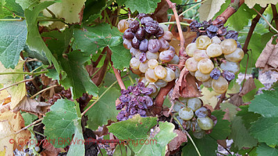 Learn how to identify a grape variety by the leaf and grape bunch ...