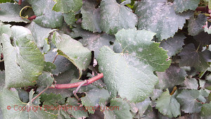 Learn how to identify a grape variety by the leaf and grape bunch ...