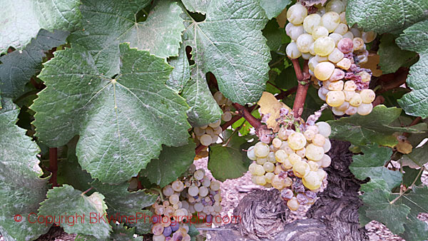 Learn how to identify a grape variety by the leaf and grape bunch ...