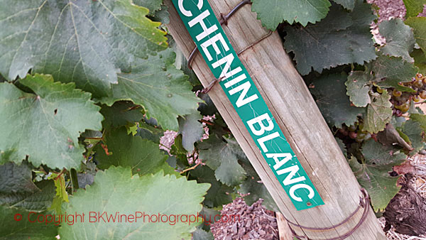 Learn how to identify a grape variety by the leaf and grape bunch ...
