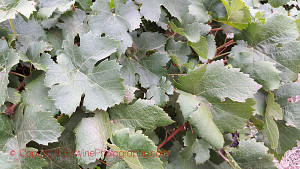 Learn how to identify a grape variety by the leaf and grape bunch ...