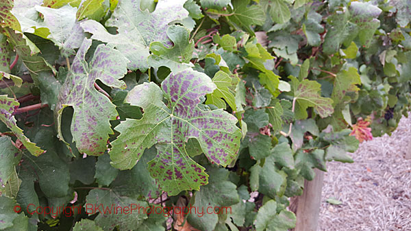 Learn how to identify a grape variety by the leaf and grape bunch ...