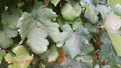 Learn how to identify a grape variety by the leaf and grape bunch ...
