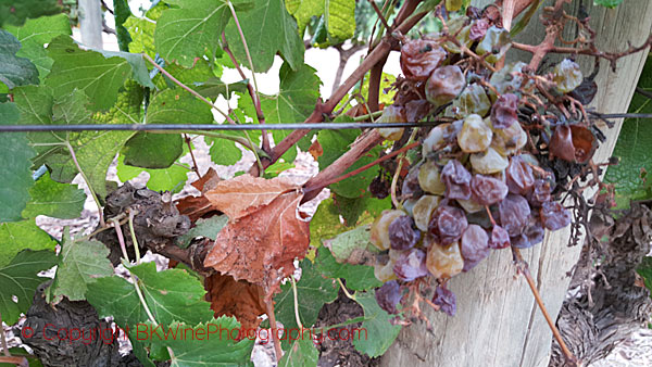 Learn how to identify a grape variety by the leaf and grape bunch ...