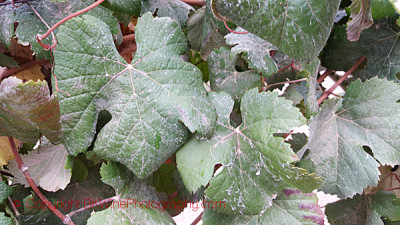 Learn how to identify a grape variety by the leaf and grape bunch ...