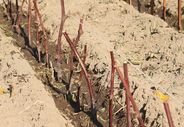 Which vine rootstock do you choose for your vineyard plantings ...