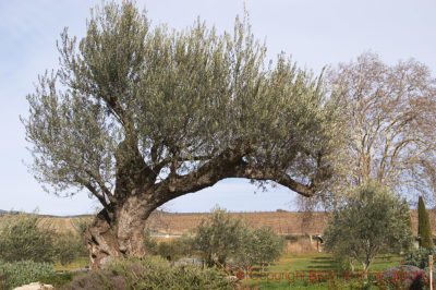 The olive tree around the world | BKWine Magazine