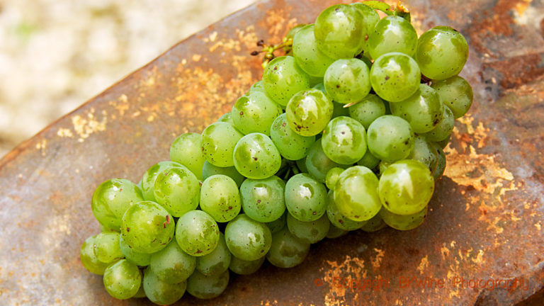 Learn how to identify a grape variety by the leaf and grape bunch ...