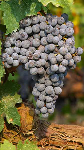 Tempranillo, Spain's hard-working superstar grape | grape variety ...