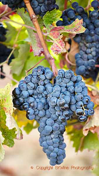 Tempranillo, Spain's hard-working superstar grape | grape variety ...