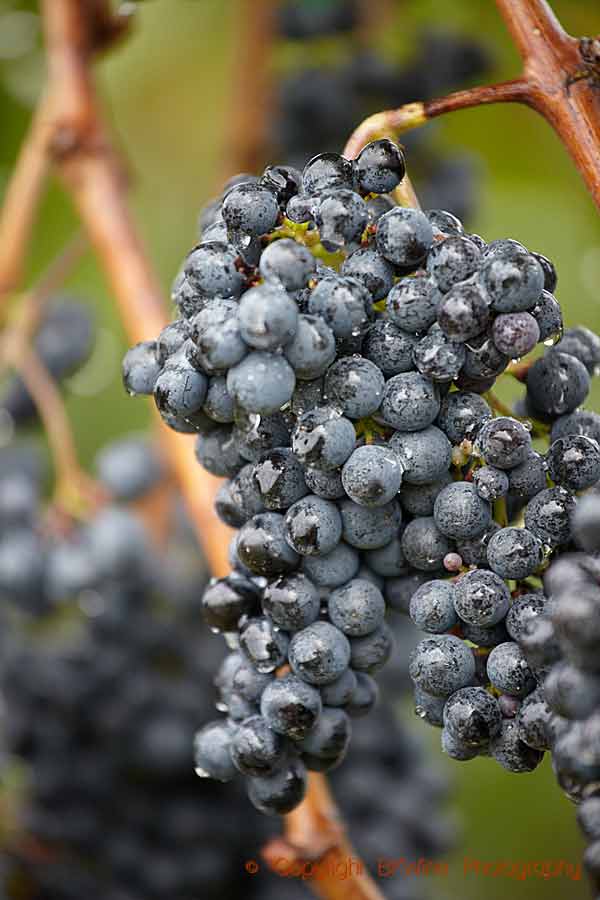 Grenache, hard-working and discreet, but brilliant | Grape Variety ...