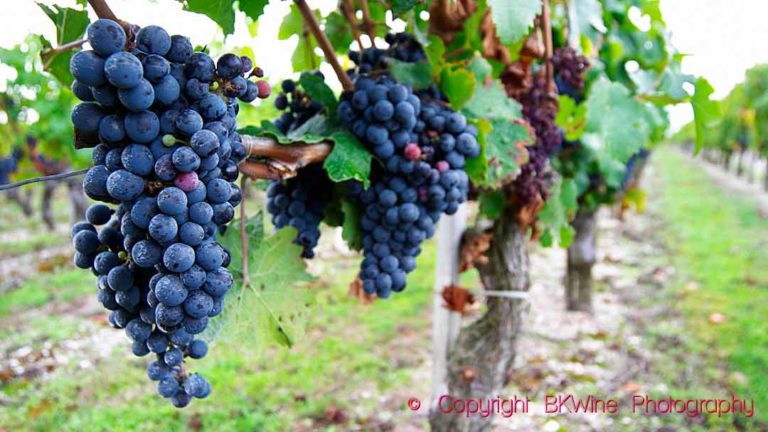 Against All Odds - Wines and Wineries in Ecuador | BKWine Magazine