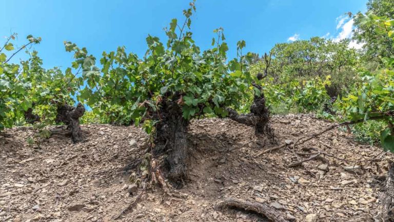 Ancient vines, extraordinary wines from Santa Irene’s Vinea Ardua in ...