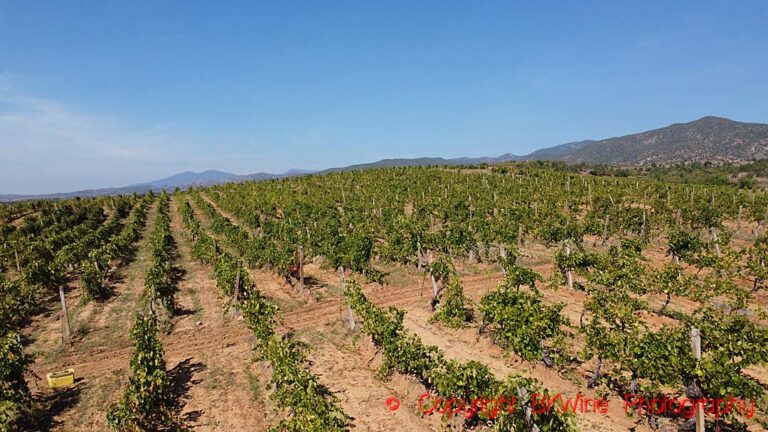 Vranec / vranac, a genuinely Balkan grape | grape variety profile | Per ...